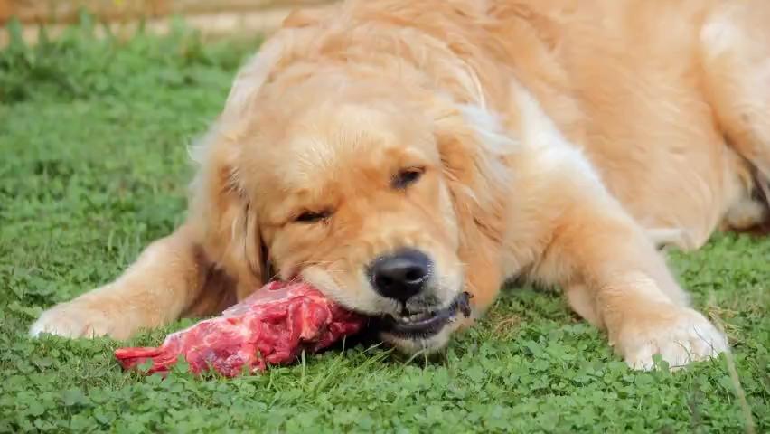 Alfa Pet – Somos parte del cambio en la alimentación de tus mascotas